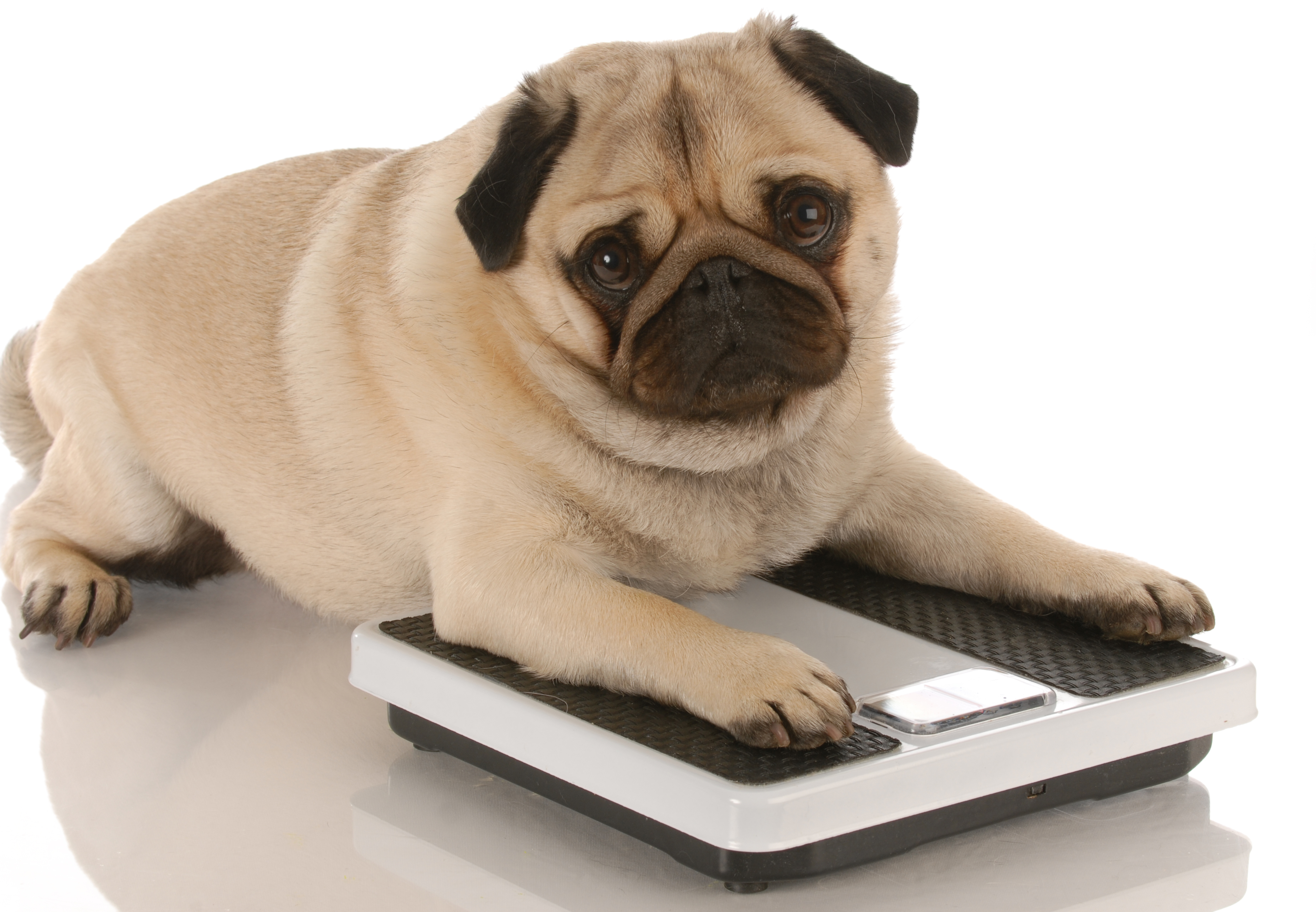 Critter Buzz: How to help your fat, furry friend shed some pounds ...